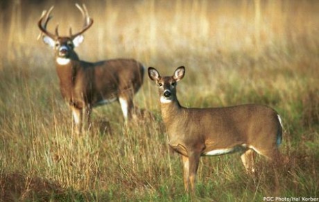 Fundamentals of Deer Management: The Basics