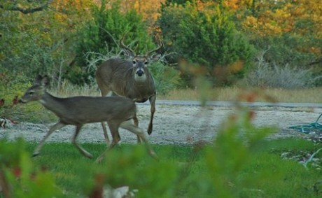 Central Texas White-tailed Deer Rut | When Does the Rut Peak