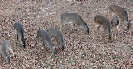 Recipe for a Deer Die-Off: Cold Weather & Overpopulation