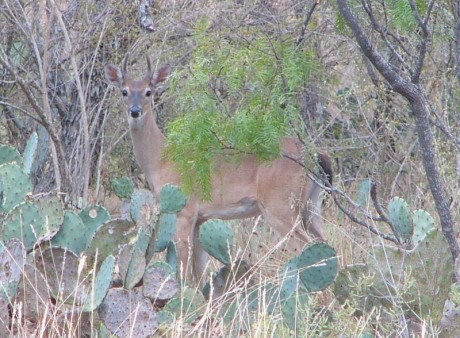 7 Reasons to Cull Bucks: Deer Hunting and Management