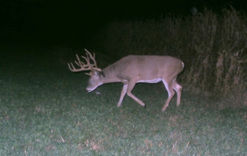 7 Reasons to Cull Bucks: Deer Hunting and Management