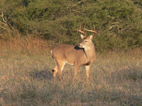 Monitor Browse Plants for Better Deer Management