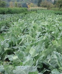 Winter Food Plots for Whitetail Deer