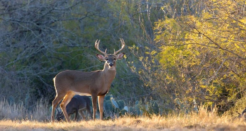 Conservation Option: Deer Management Program by TPWD