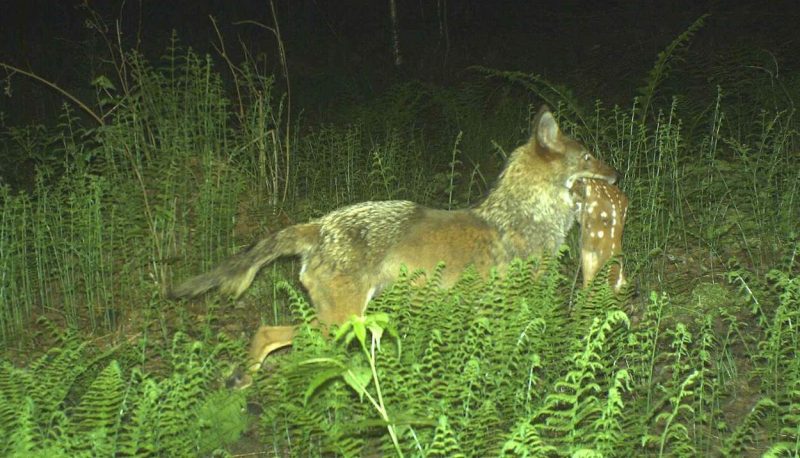 Predator Management Workshop for Deer Management