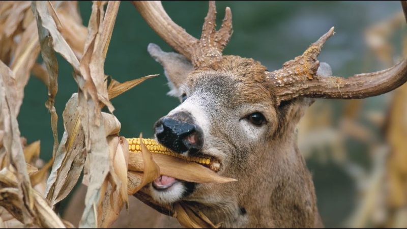 Corn Toxicity: Acidosis in White-tailed Deer