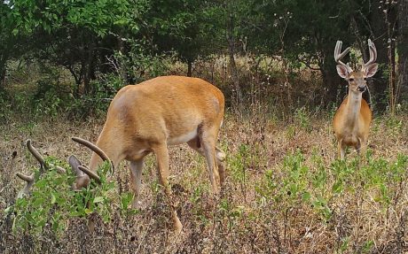 Managing Small Acreage for Deer, Better Whitetail Hunting