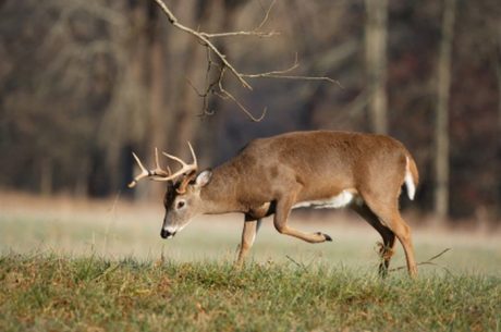 Where Do Bucks Go During the Rut? Movement During the Rut