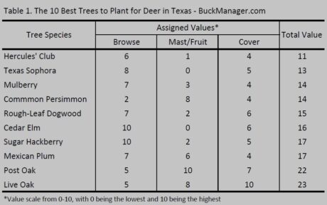 10 Best Trees to Plant for Deer in Texas | Food & Habitat