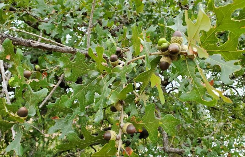 10 Best Trees to Plant for Deer in Texas | Food & Habitat