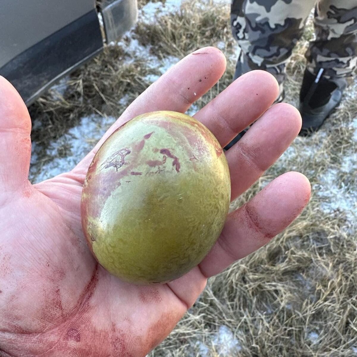 Whitetail Deer Mad Stones: What's a Mad Stone or Deer Pearl?