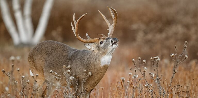 Deer Hunting the Second Rut: Tag it and Bag it!