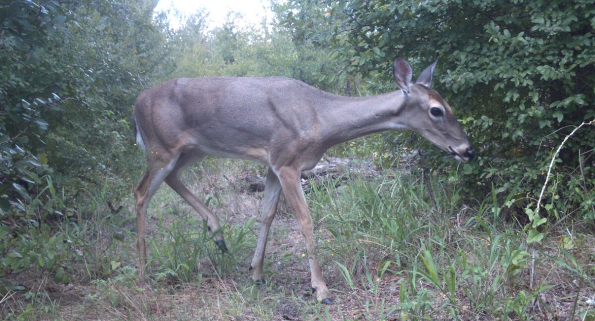 Report Doe Harvest in Texas - Antlerless Deer Management