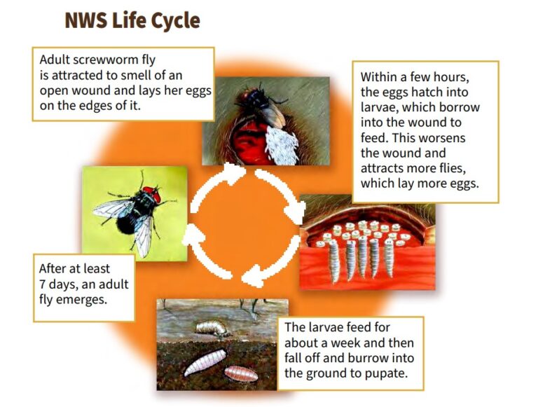 Screwworms in Deer: A Parasite of Whitetail & Other Mammals
